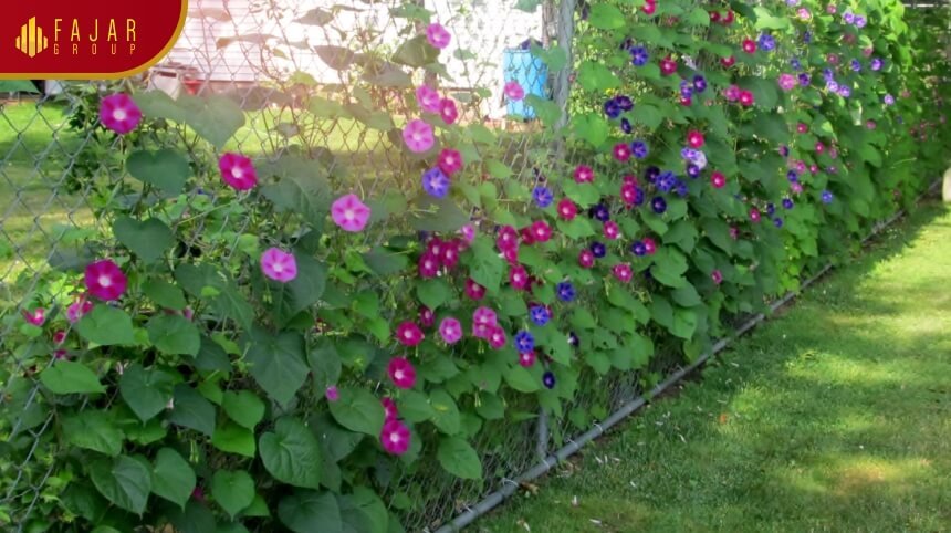 Tanaman Rambat Paling Tepat Untuk Menghadirkan Kesan Sejuk di Rumah ...